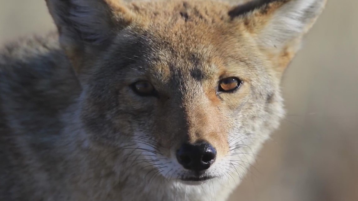 Coyotes abundant in DFW, Texas Parks & Wildlife says | wfaa.com