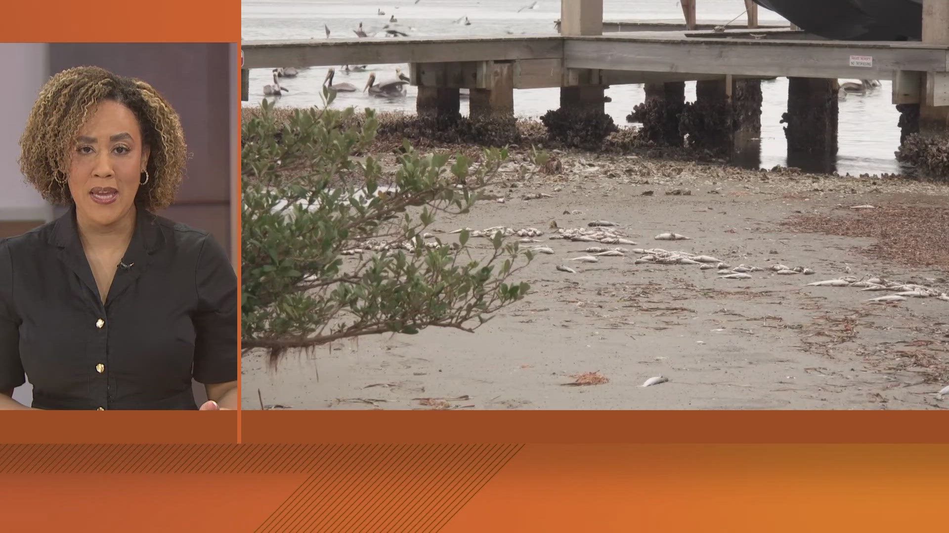 South Texas residents cope with stinky, dead fish floating on the water ...