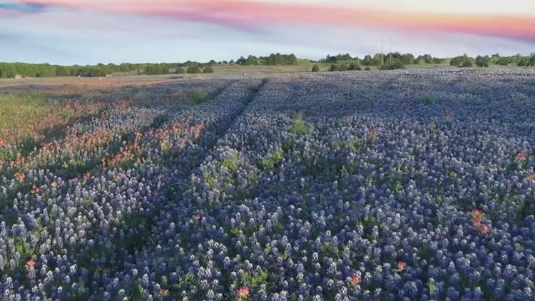 Ennis Garden Club asking eclipse visitors to avoid bluebonnets | wfaa.com