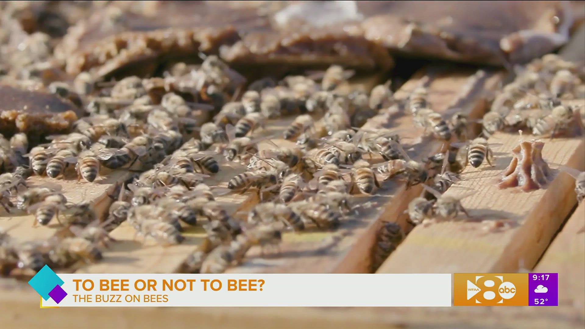 Blue Cross and Blue Shield of Texas bee hives | wfaa.com