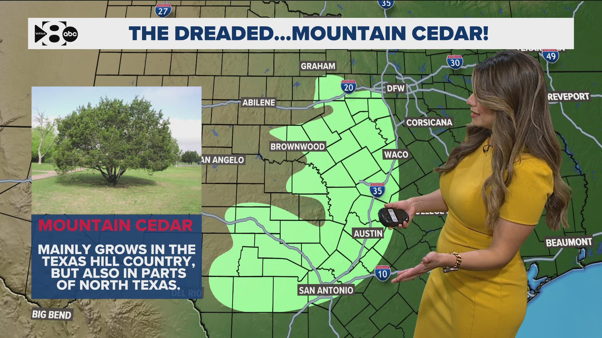 Texas mountain cedar forecast: How bad will pollen be in DFW? | wfaa.com