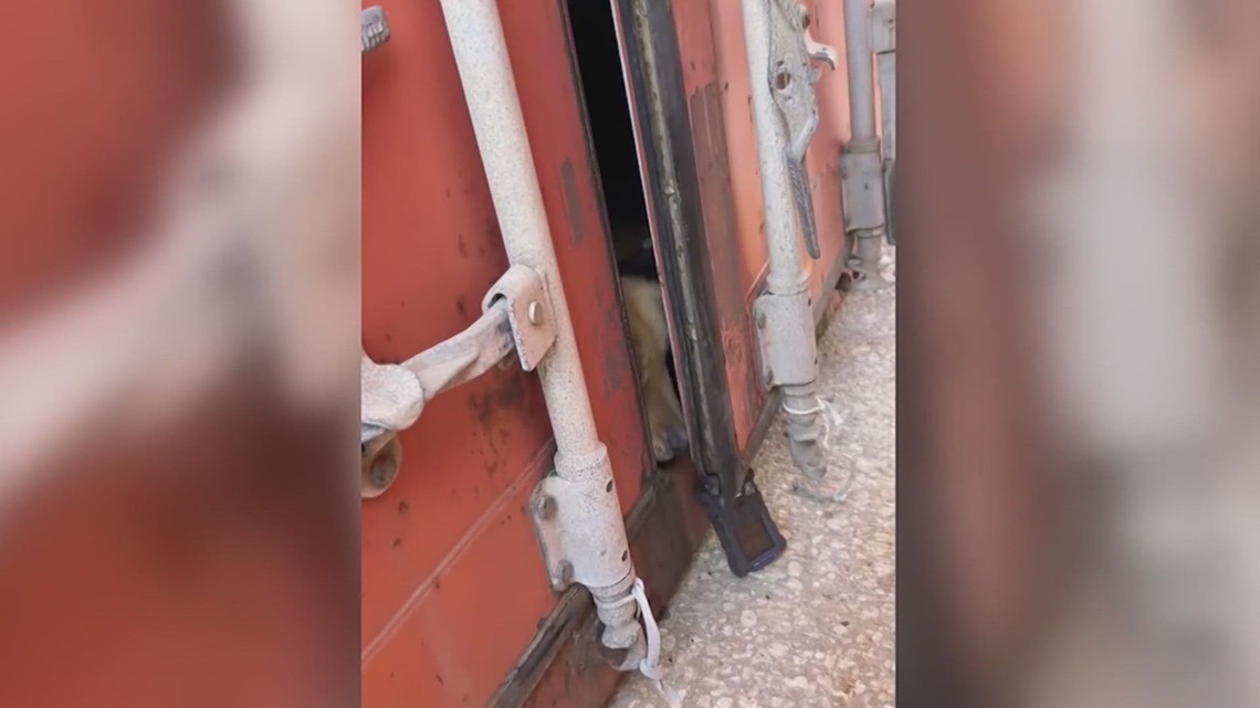 Coast Guard rescues a dog trapped in a shipping container | wfaa.com