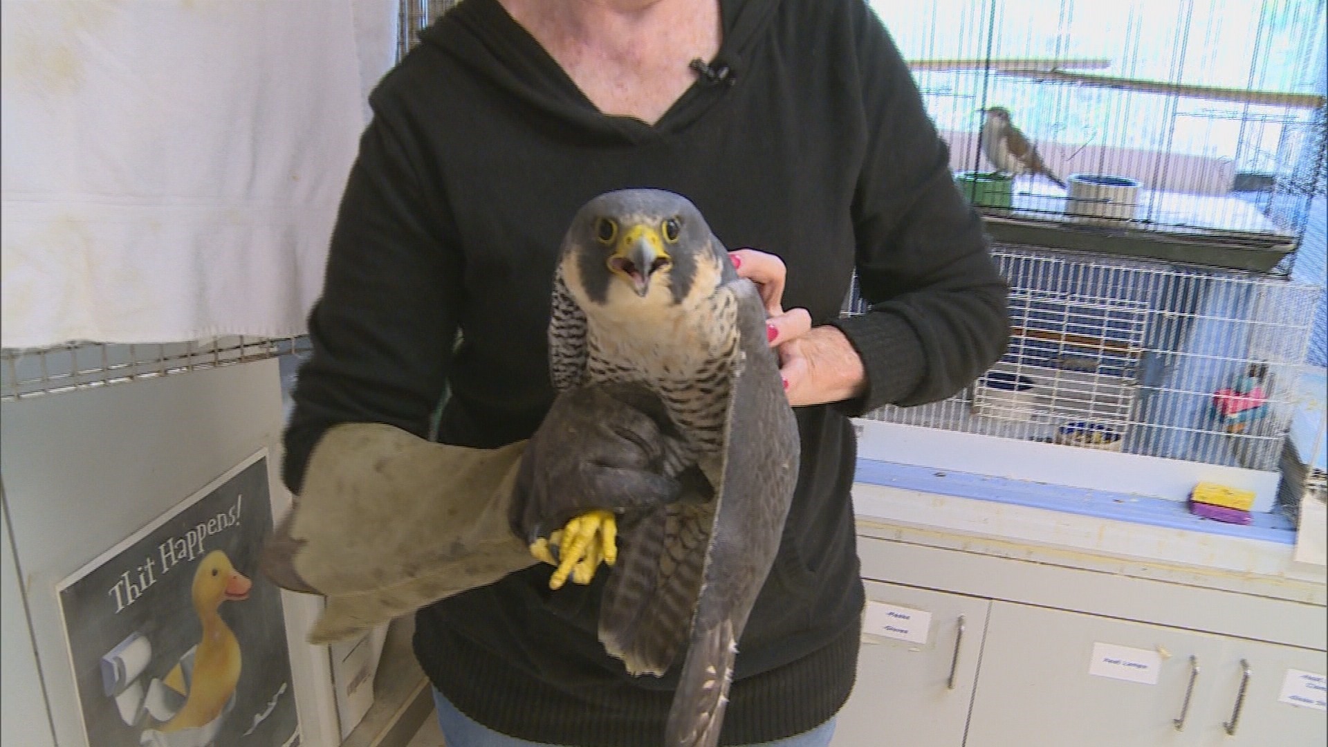 Storm strands famous Canadian falcon in Texas | wfaa.com