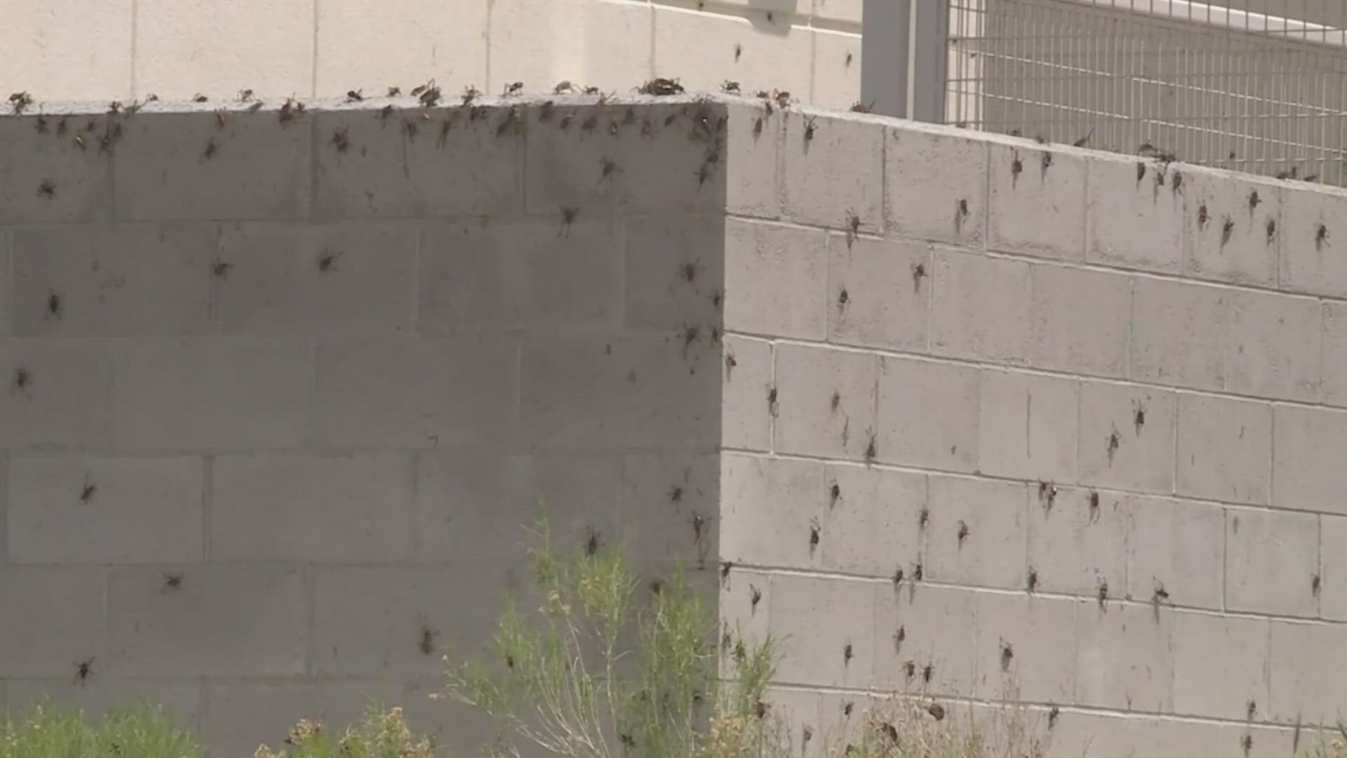 Mormon crickets make smelly invasion in Nevada | wfaa.com