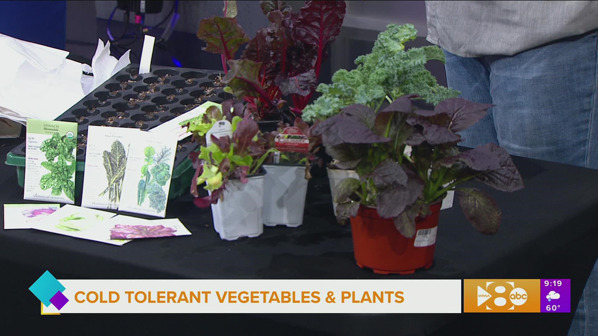 Cold tolerant vegetables and plants to grow this winter | wfaa.com