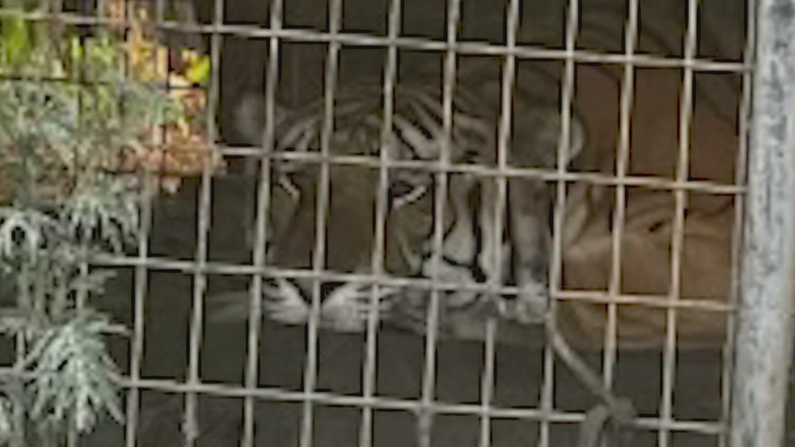 Tiger found in Dallas during animal cruelty investigation | wfaa.com