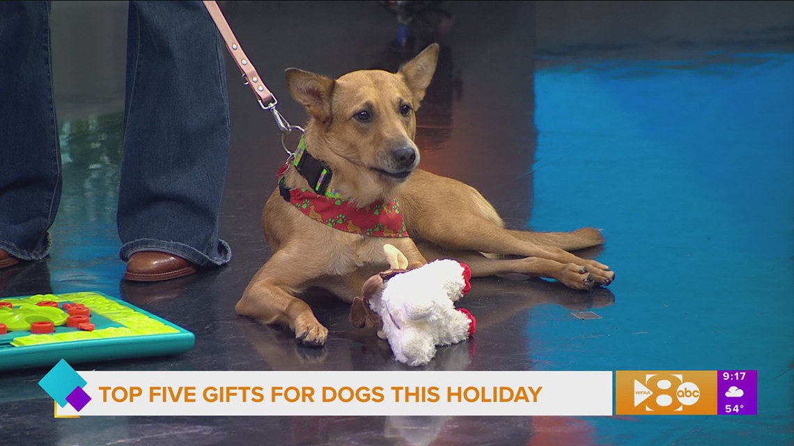 Good Dog Series: Top Five Gifts for Dogs this Holiday | wfaa.com