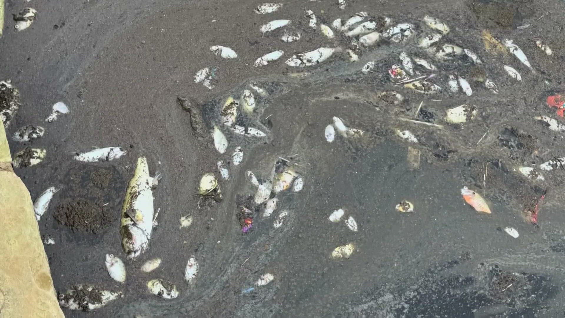 Dead fish found at a Texas lake; cause under investigation | wfaa.com