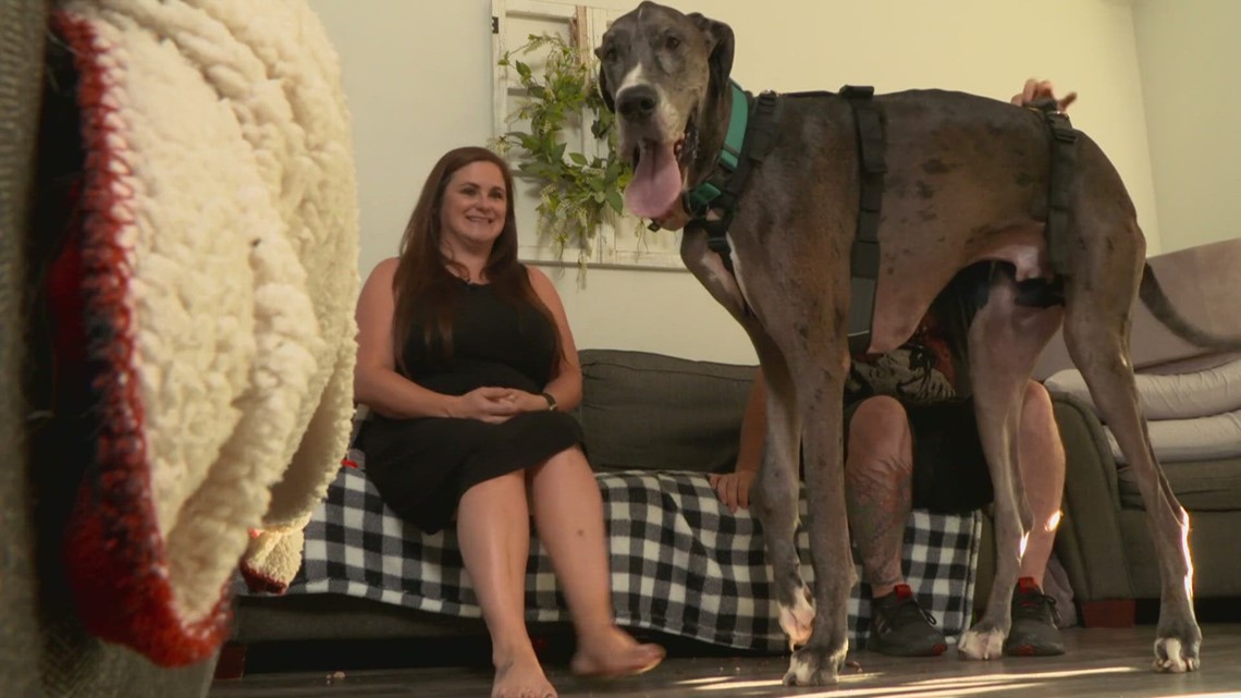 Zeus, Guinness World Records tallest dog in the world to undergo leg amputation | wfaa.com