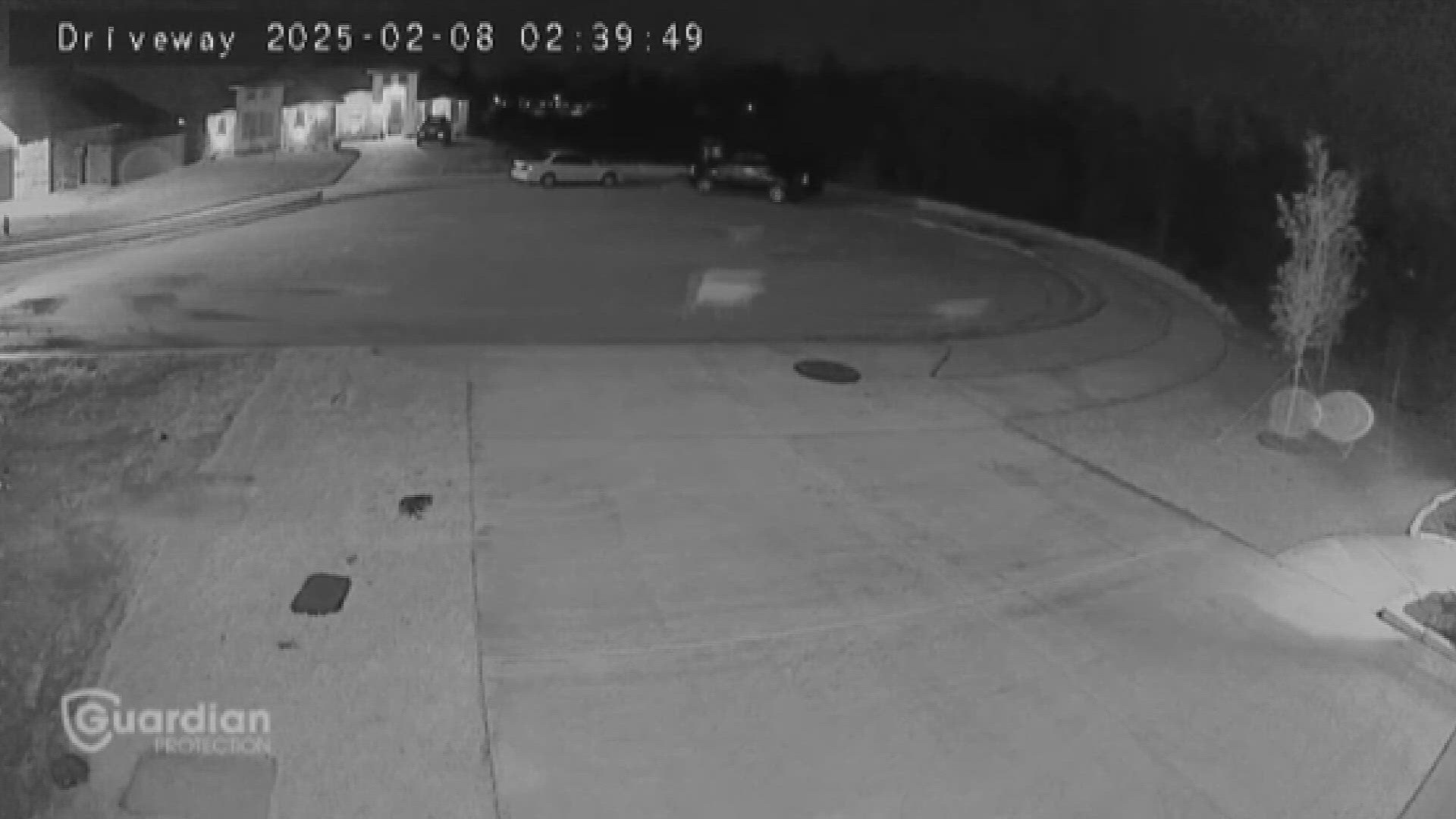 New $6,000 plan in place to contain pack of stray dogs roaming around ...