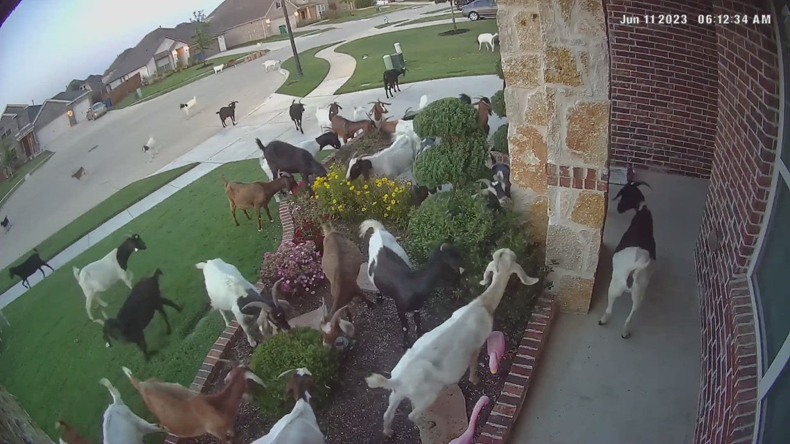 Grazing goats take over Texas neighborhood | wfaa.com