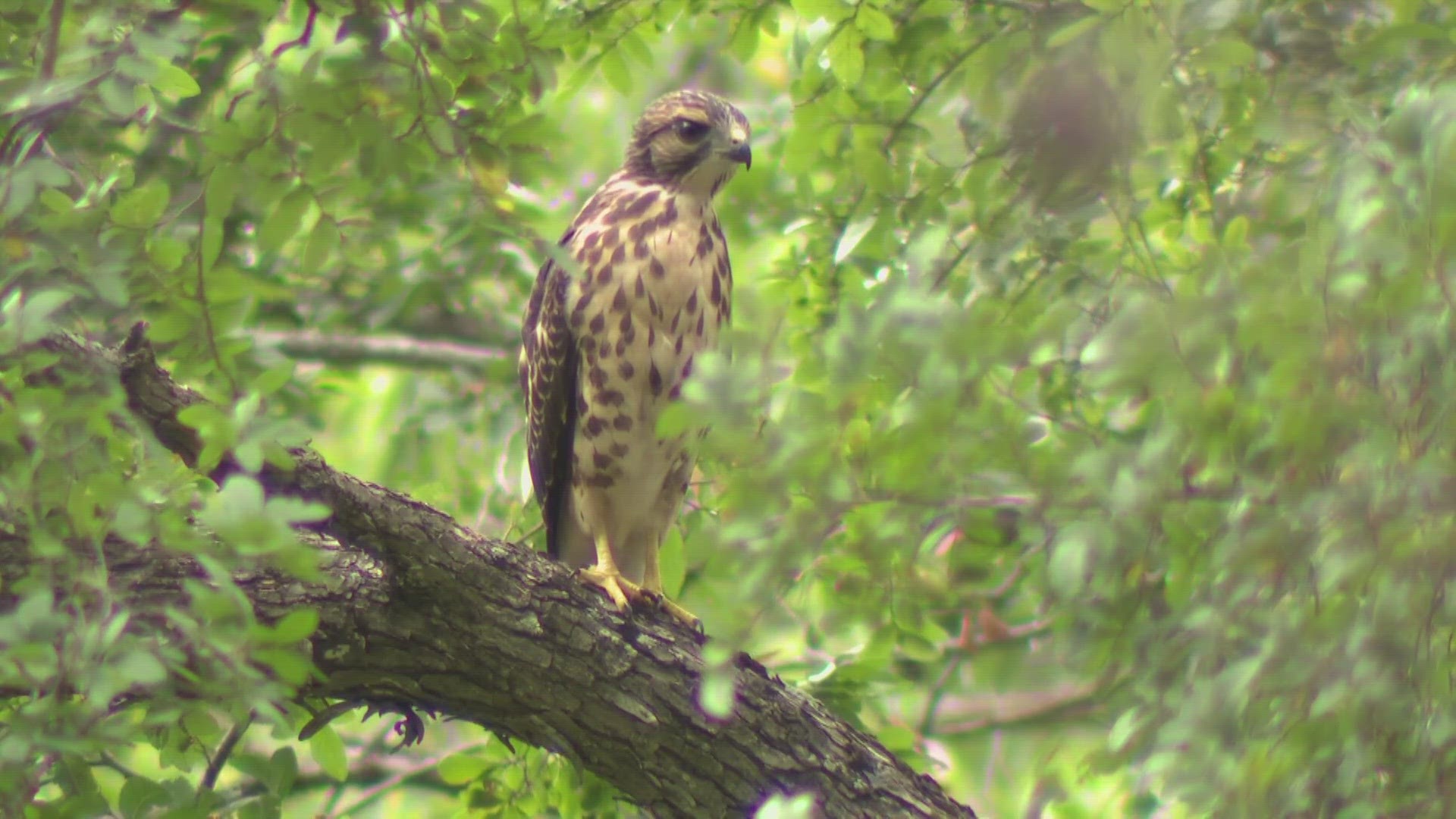 Texas couple says they've been attacked by hawk several times | wfaa.com