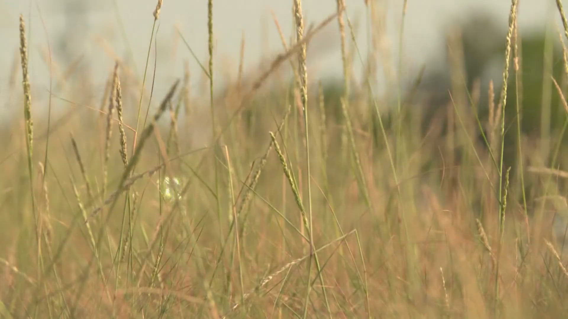 Family gets answers after a wrong-way crash killed a North Texas mother ...