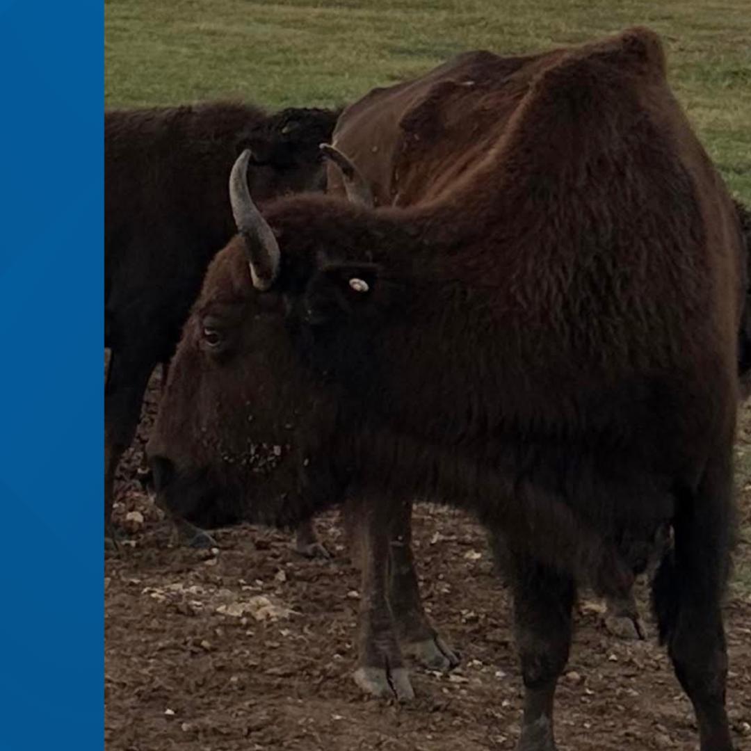 Bison shot and killed, beheaded at North Texas property, officials say ...