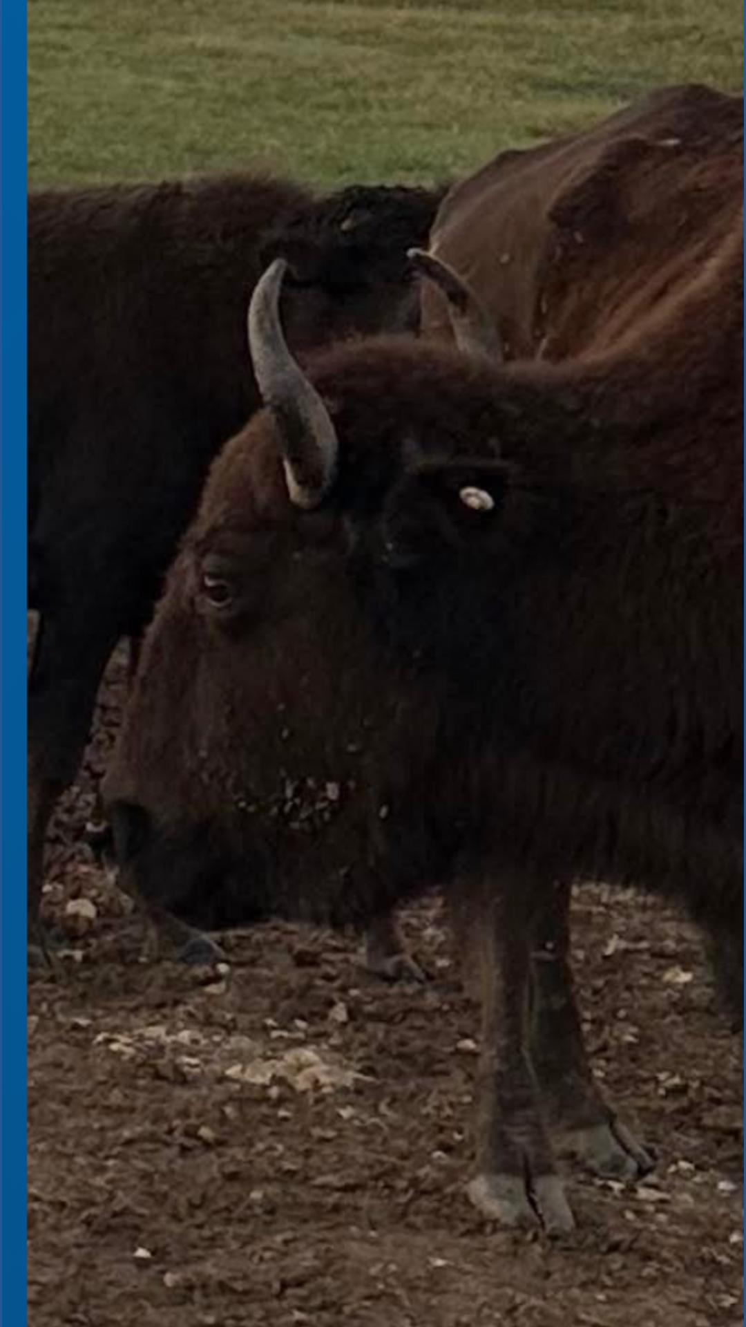 Bison shot and killed, beheaded at North Texas property, officials say ...