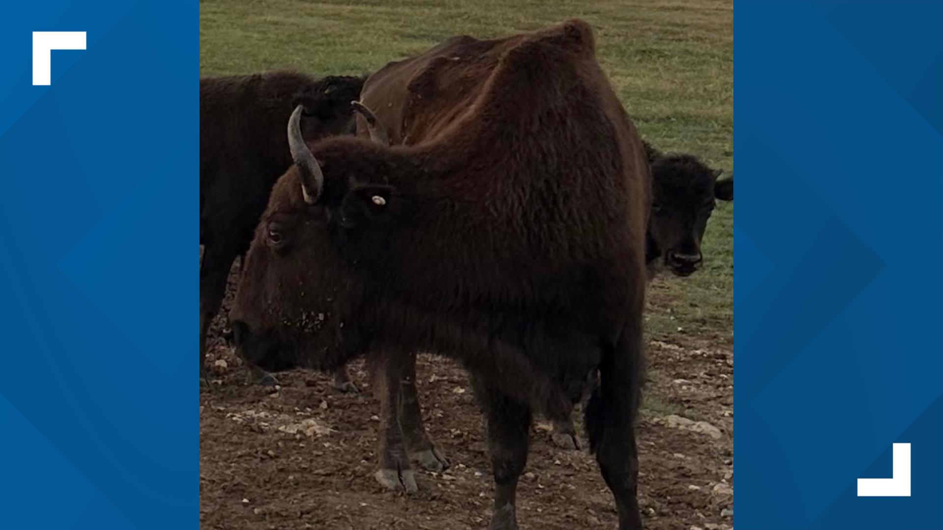 Bison shot and killed, beheaded at North Texas property, officials say ...
