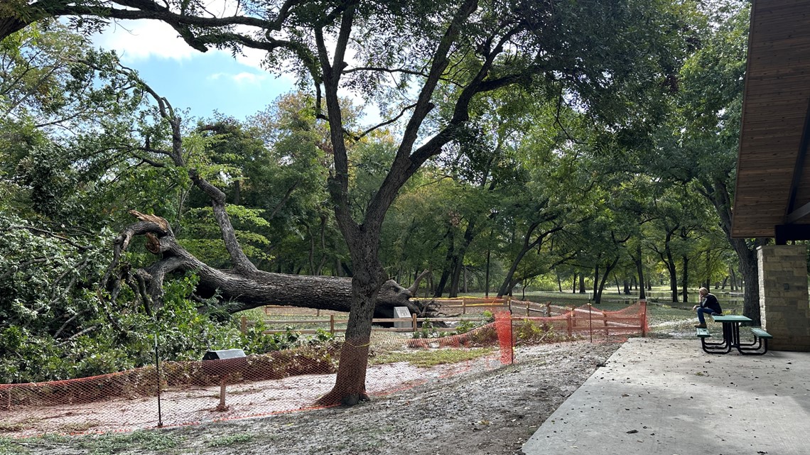 Oldest, largest tree in North Texas collapses | wfaa.com