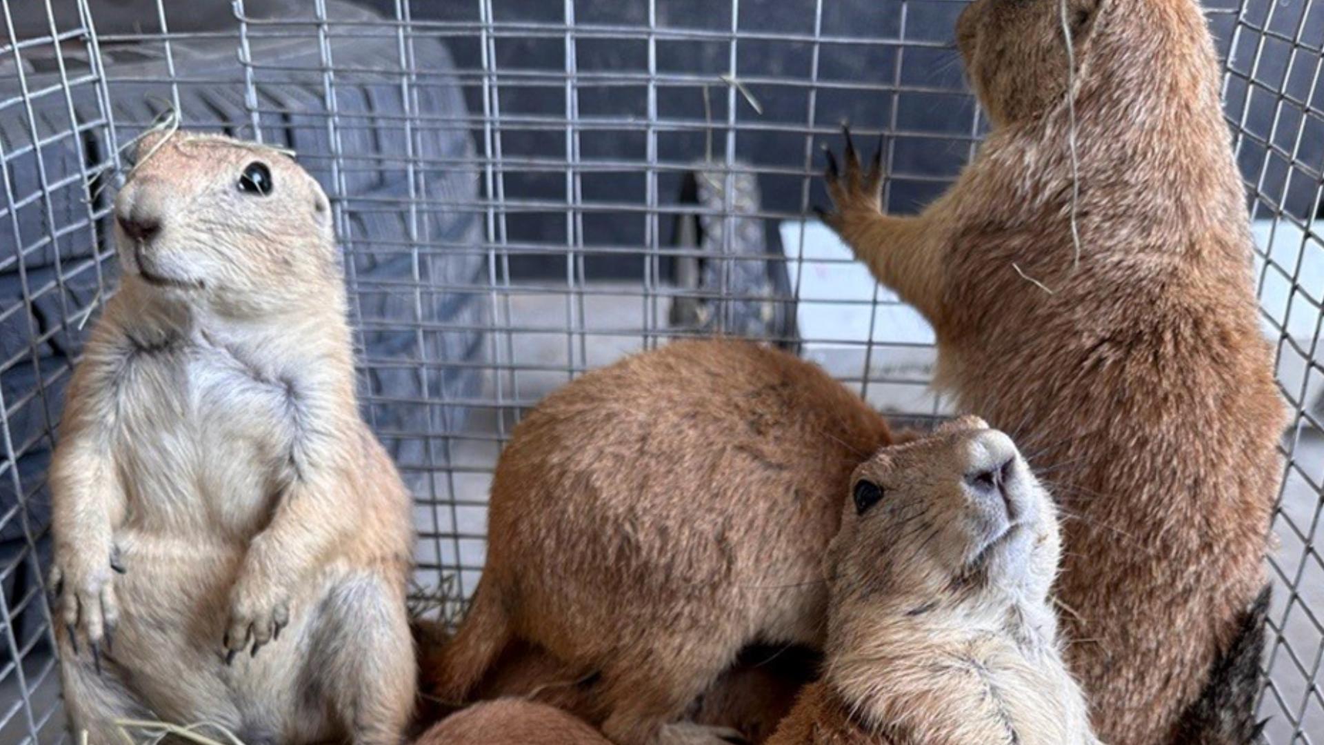 Fort Worth Nature Center & Refuge: Prairie dogs relocated | wfaa.com