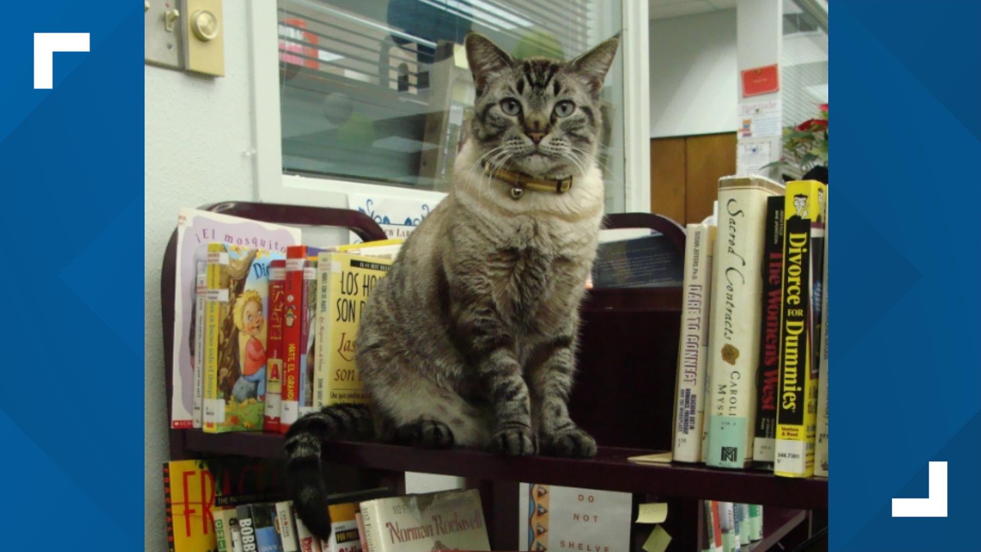 Beloved Texas library cat Browser dies at 15 | wfaa.com