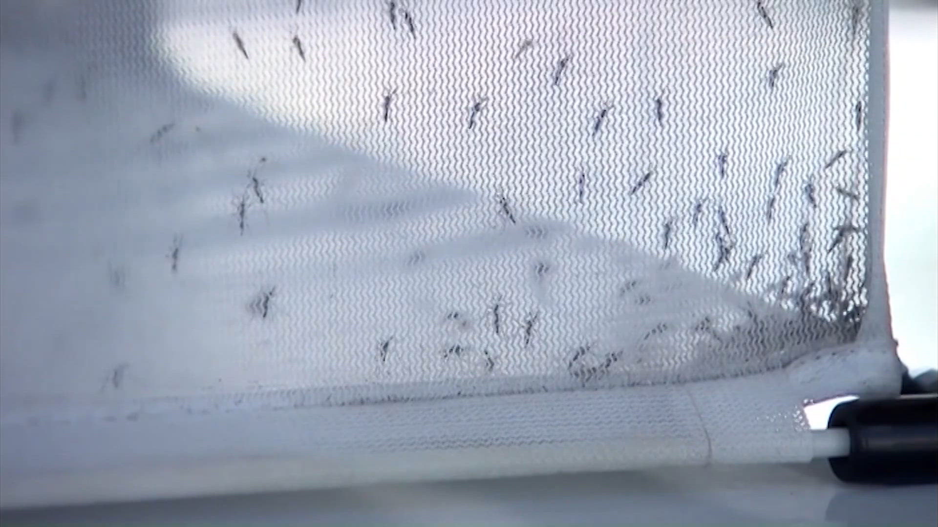 Google wants to release 32 million sterile mosquitoes in Florida and ...