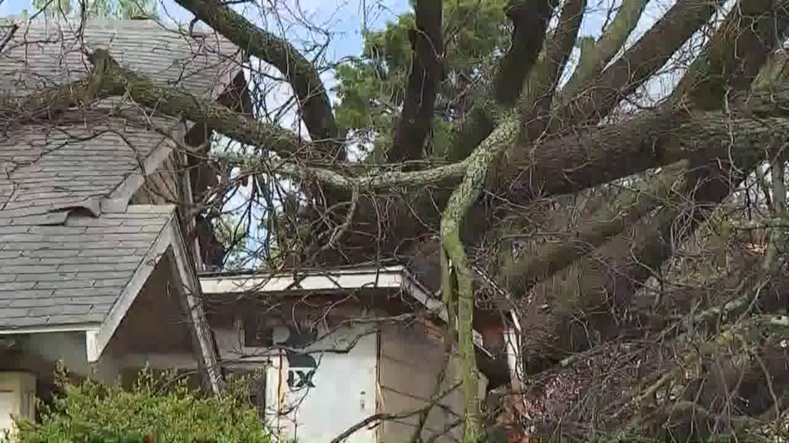 Tree topples in Dallas after storms: 'It could've been worse' | wfaa.com