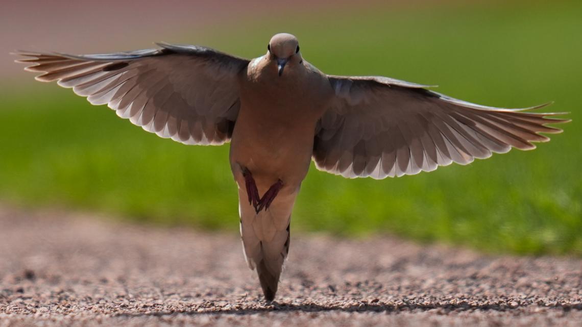 Dove hunting season in North Texas: Where hunting is allowed in Frisco ...