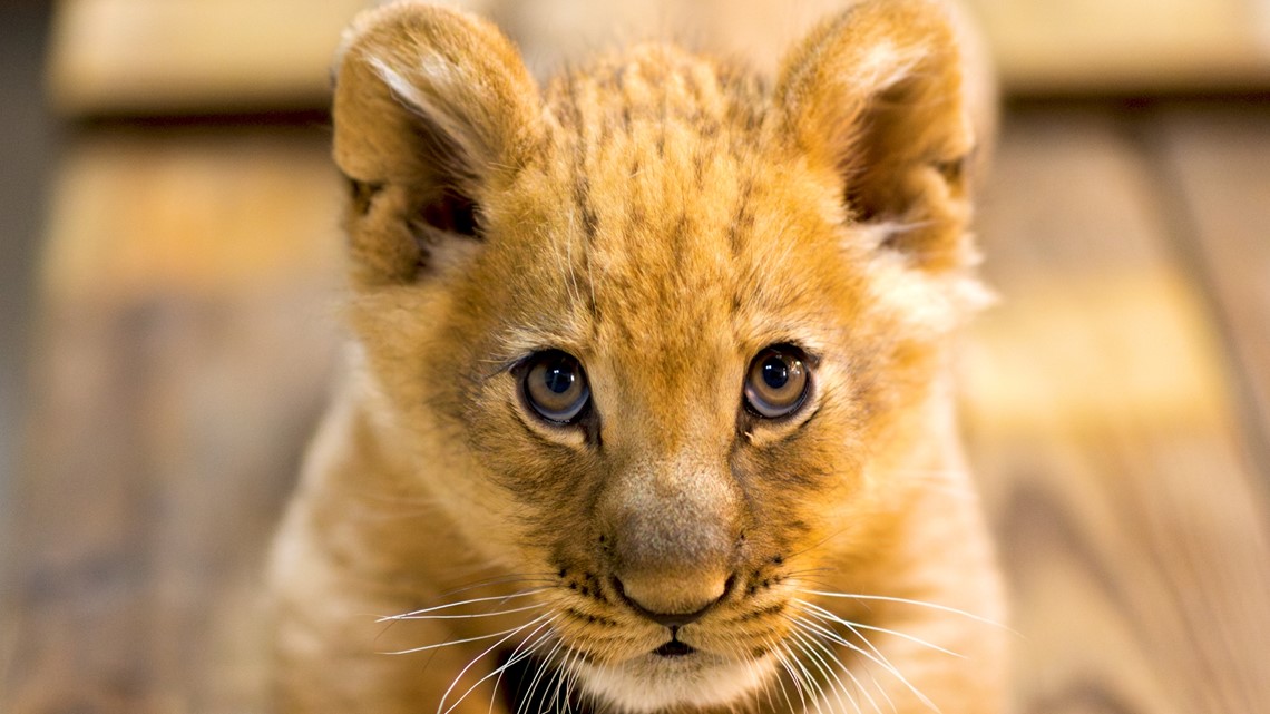 Male lion cub born at Fort Worth Zoo | wfaa.com