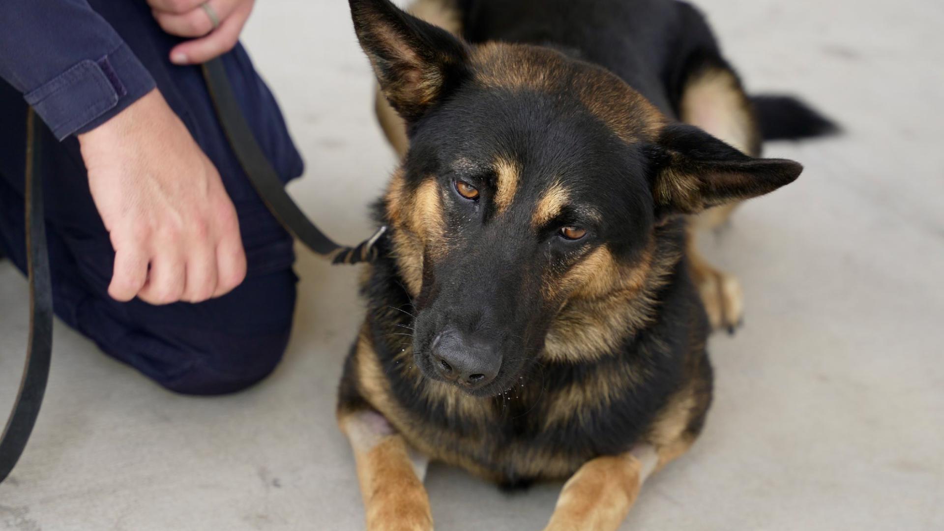 Dallas police dog recovers after heat-related illness | wfaa.com