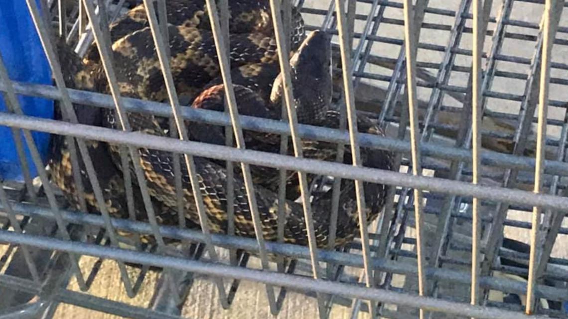 Snake in Cross Roads Walmart shopping cart | wfaa.com