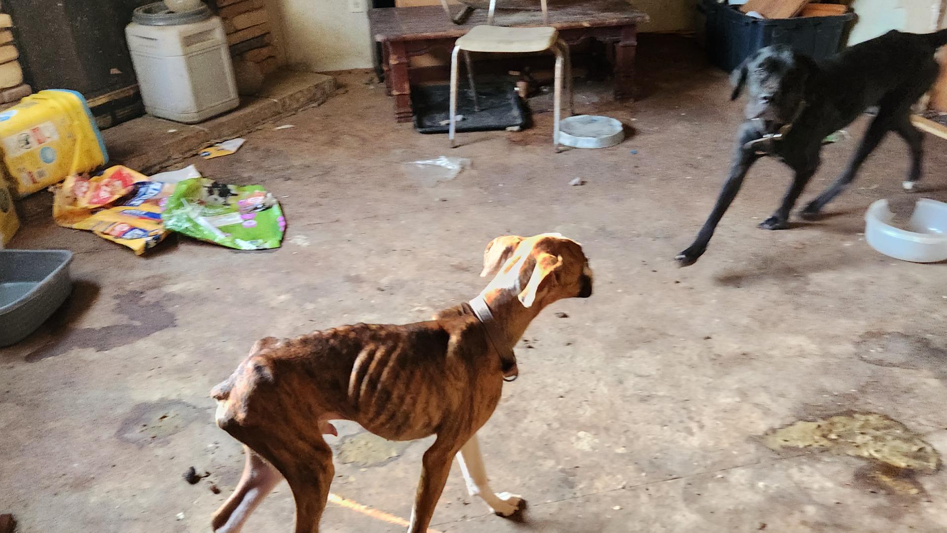 North Texas man charged with felony animal cruelty after two dogs found ...