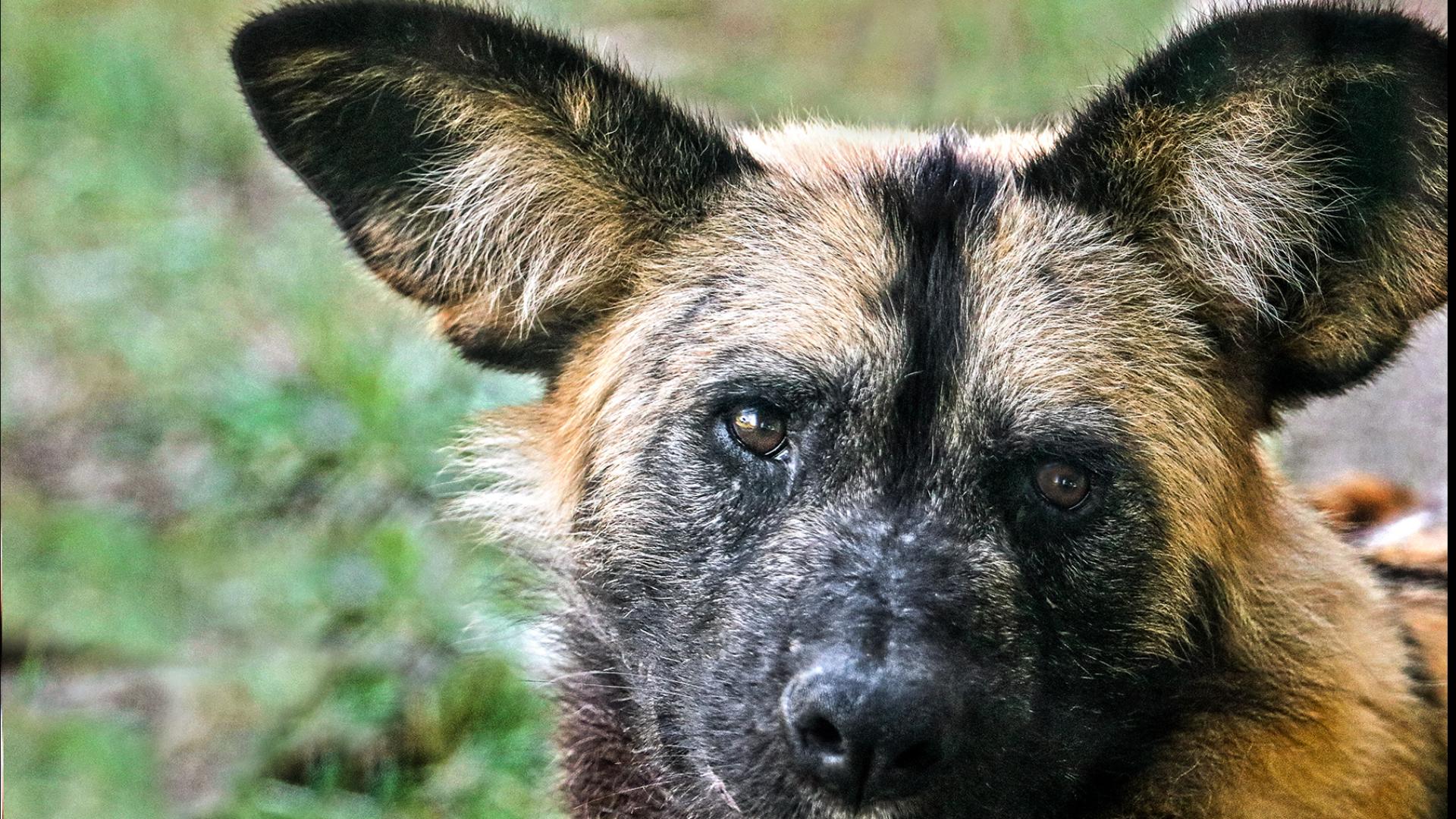 African painted dog at the Dallas Zoo has died, zoo confirms | wfaa.com