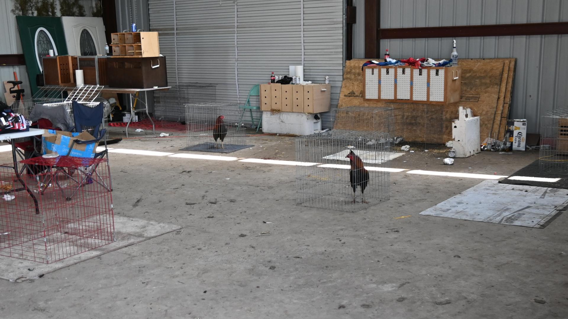 SPCA of Texas wins custody of 65 roosters in cockfighting case | wfaa.com