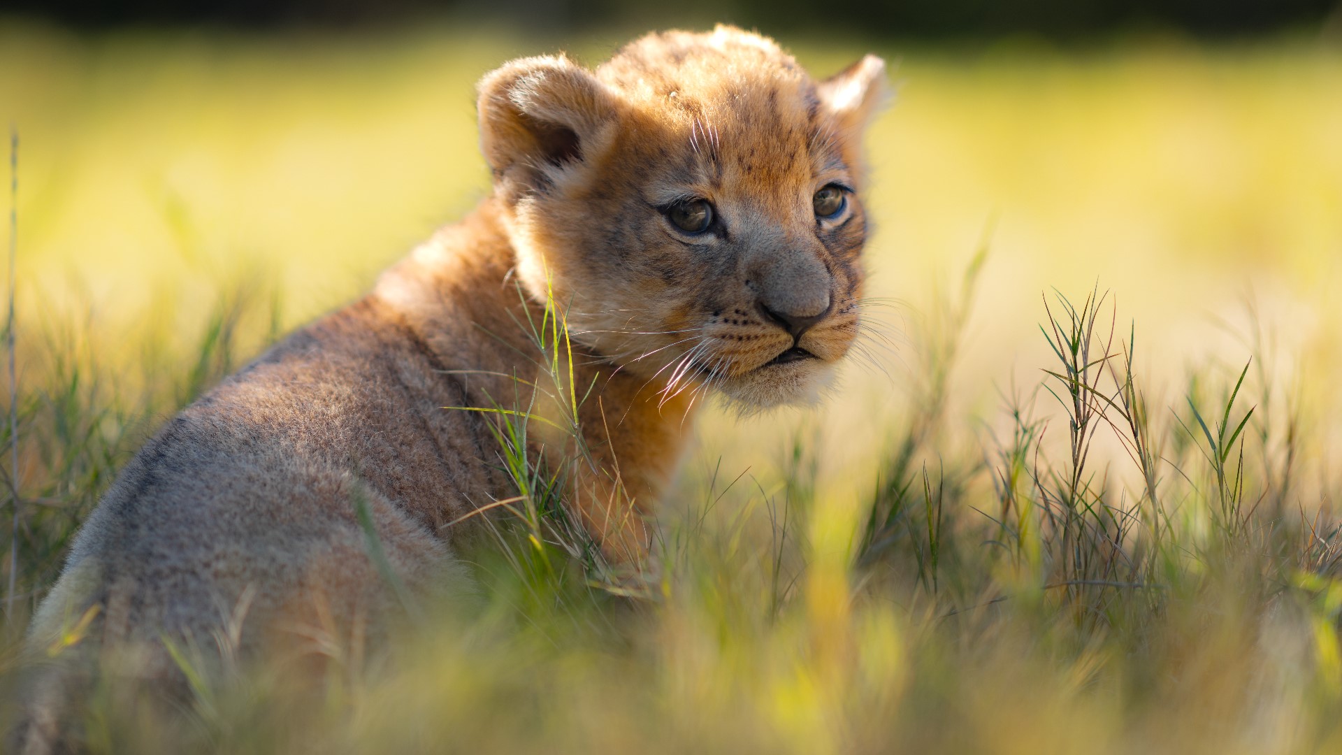 Too cute! Fort Worth, Texas Zoo welcomes new lion cub | wfaa.com