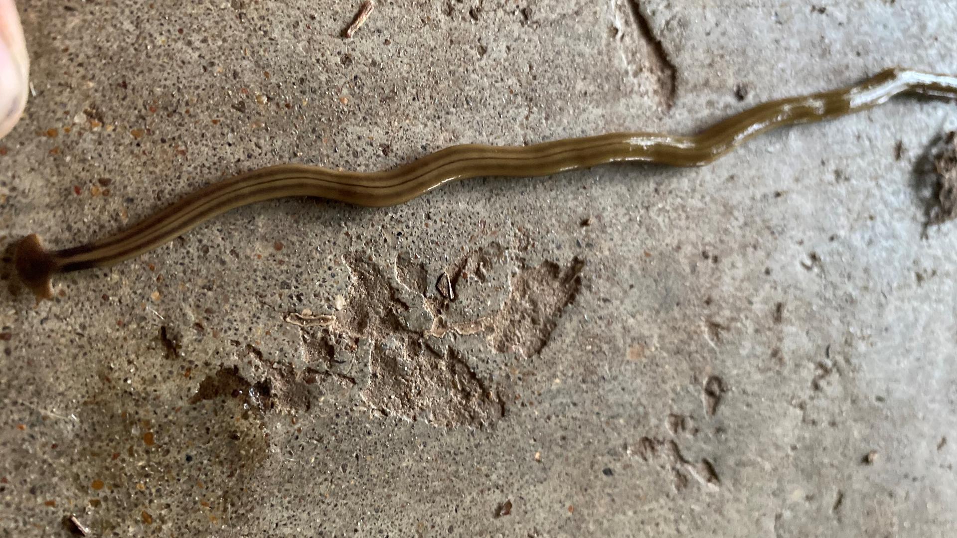 Hammerhead flatworms in North Texas: What are they? Why are they here? | wfaa.com