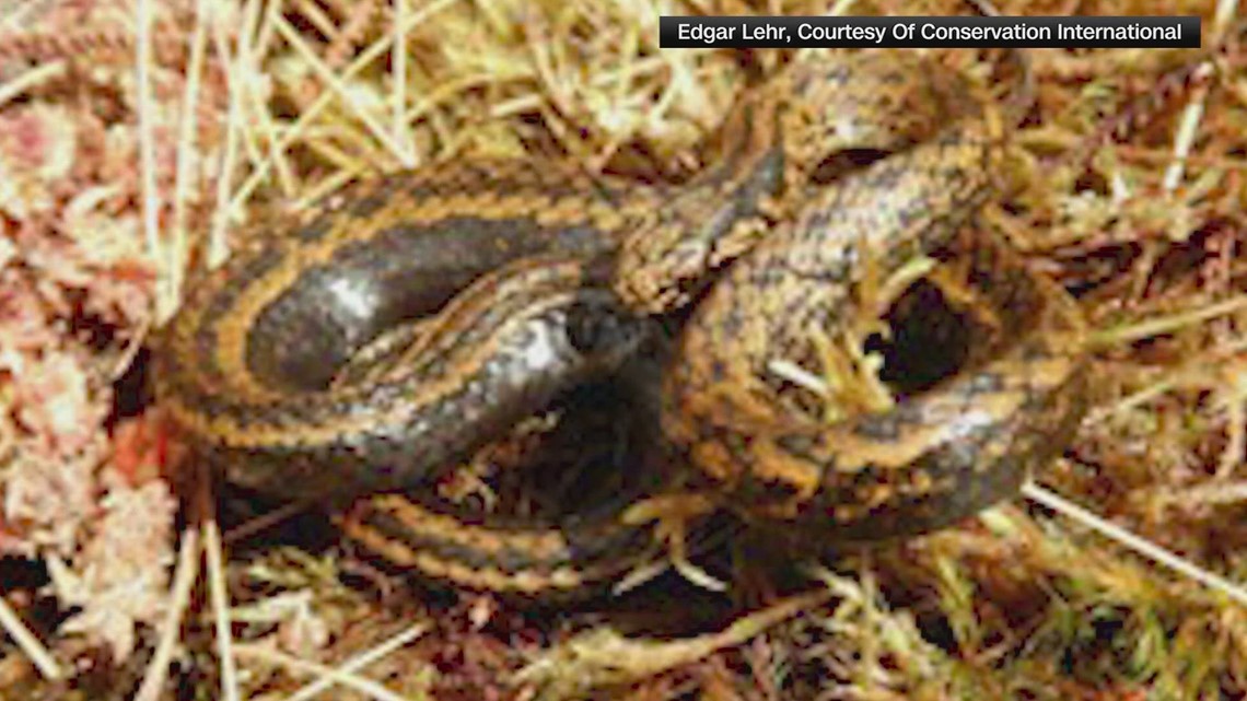 New snake species named after actor Harrison Ford | wfaa.com