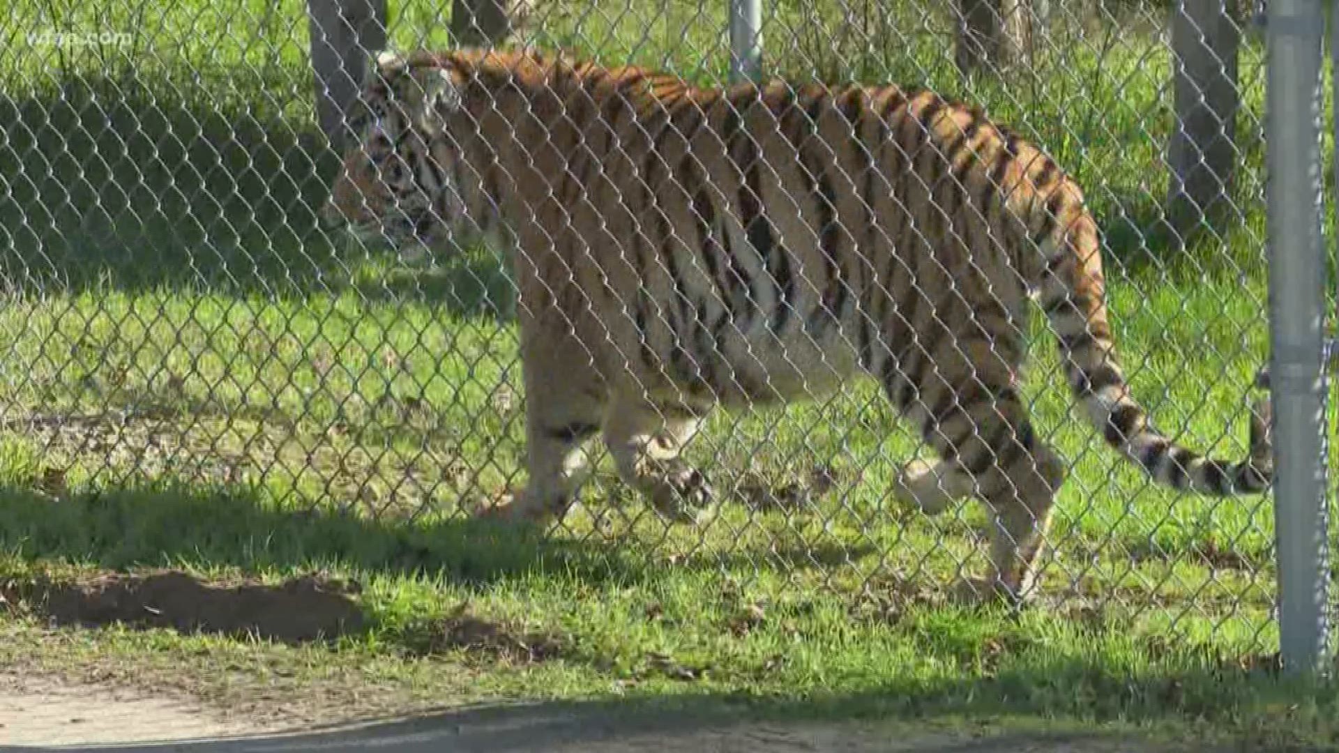 Rescued tiger gets new home in North Texas | wfaa.com