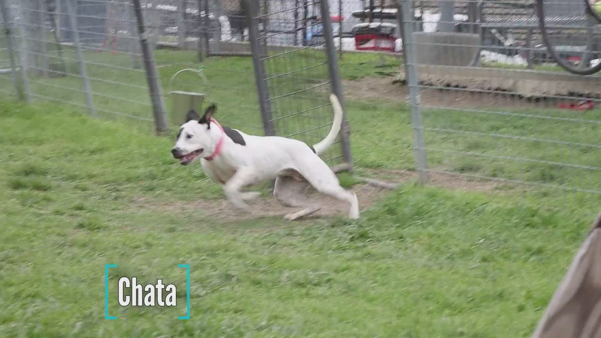 Tailwaggers: Meet Chata! | wfaa.com