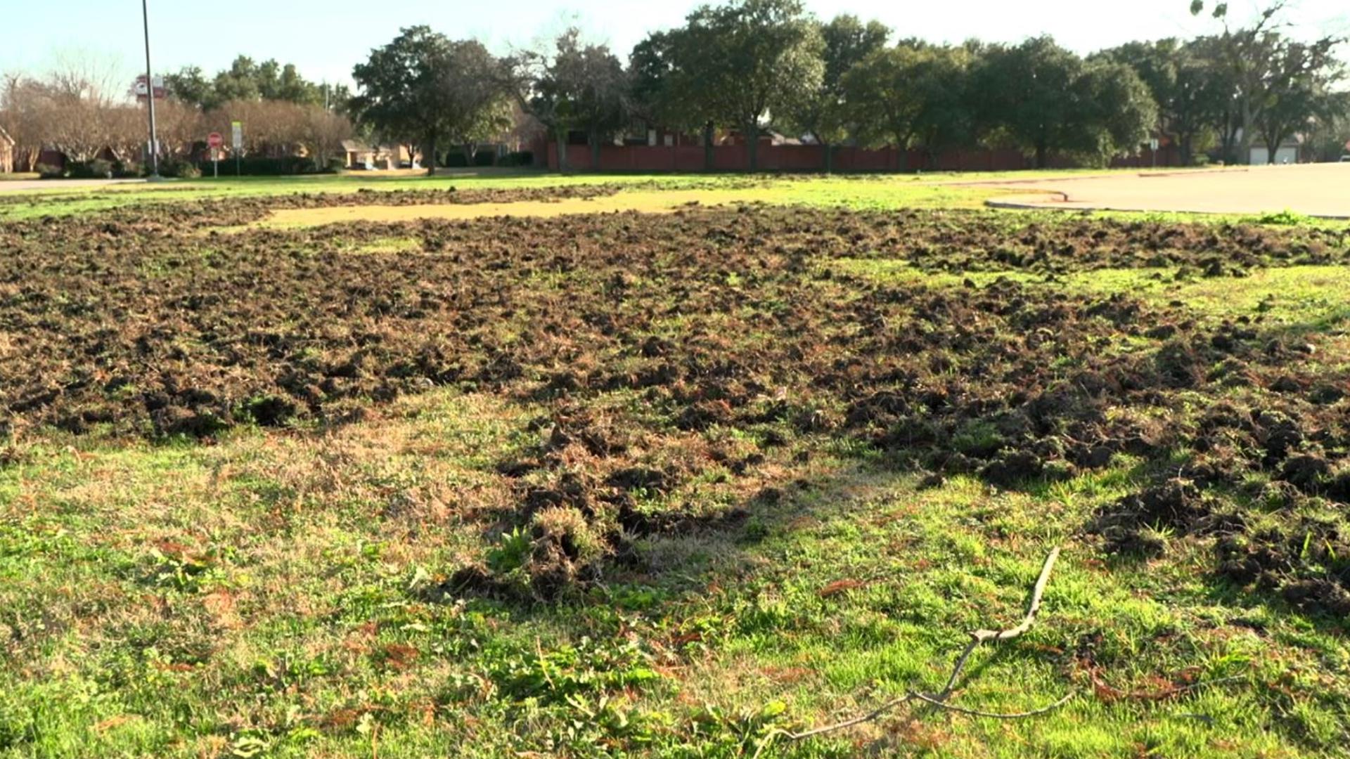 North Texas suburb taking steps to tackle feral hog menace | wfaa.com