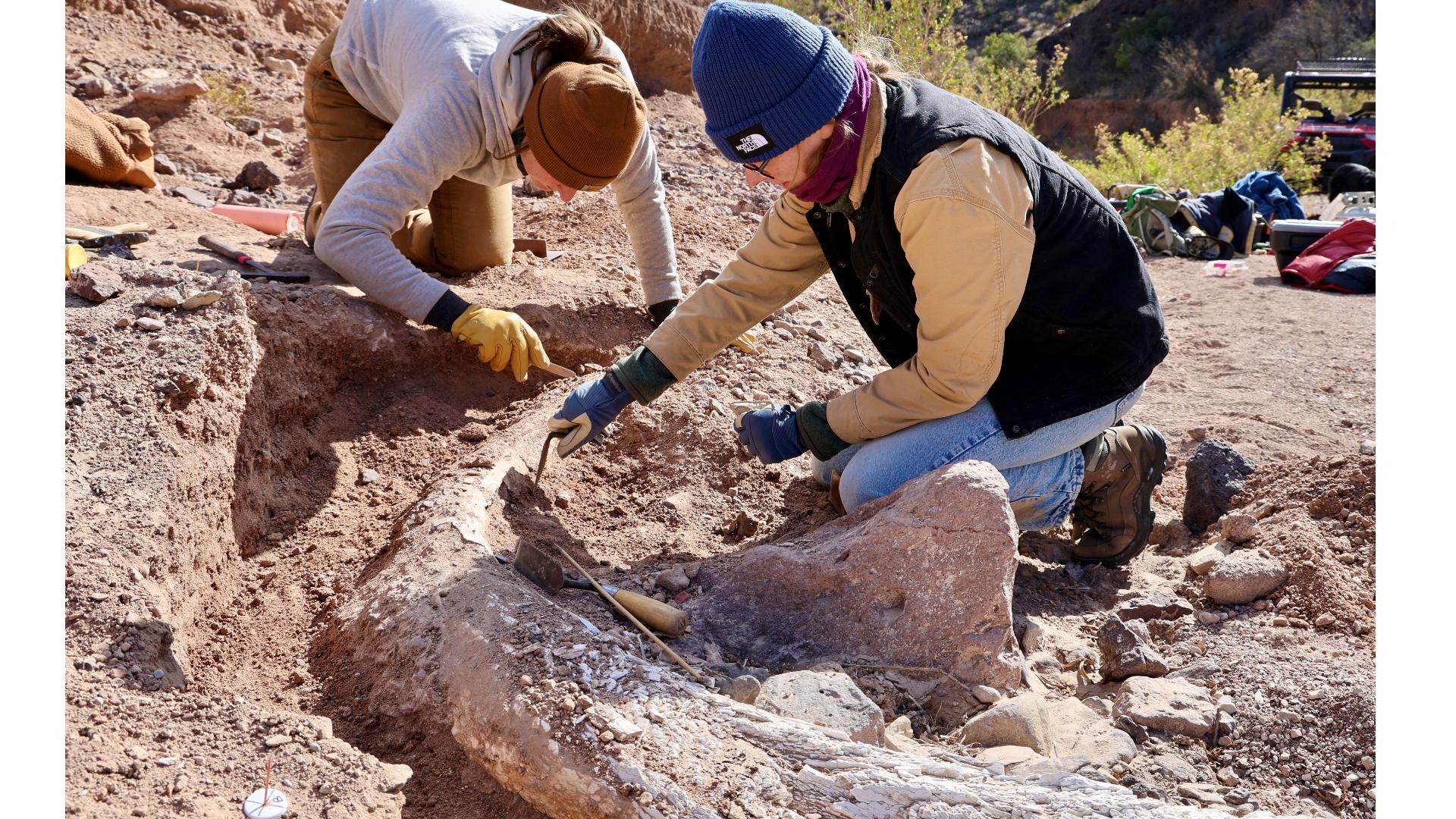 Hunter discovers rare mammoth tusk in West Texas | wfaa.com