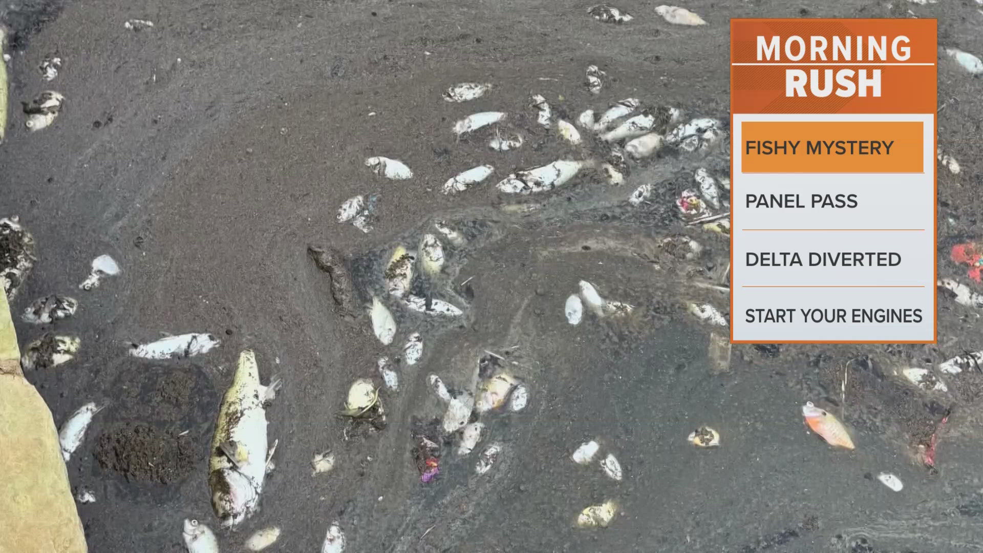 Chlorine killed hundreds of fish in city pond, officials found | wfaa.com
