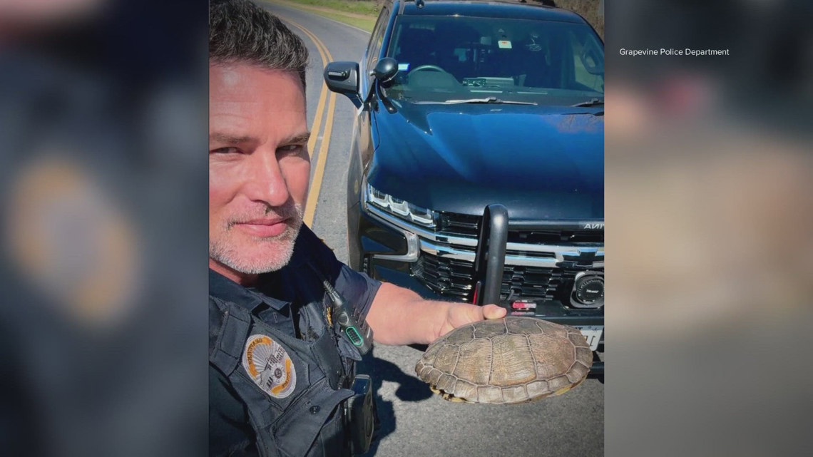 Grapevine police officer helps turtle cross Texas road | wfaa.com