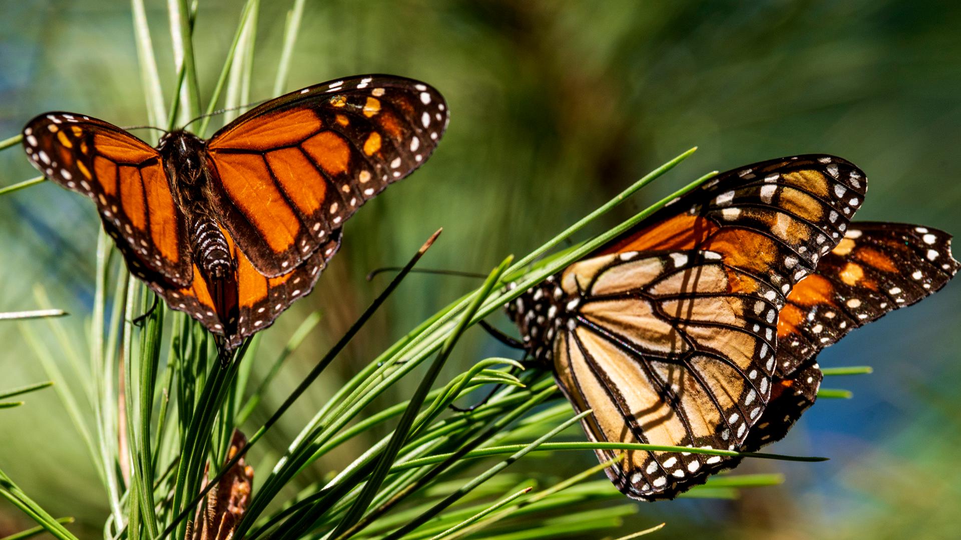 North Texas monarch butterfly migration: What you need to know | wfaa.com