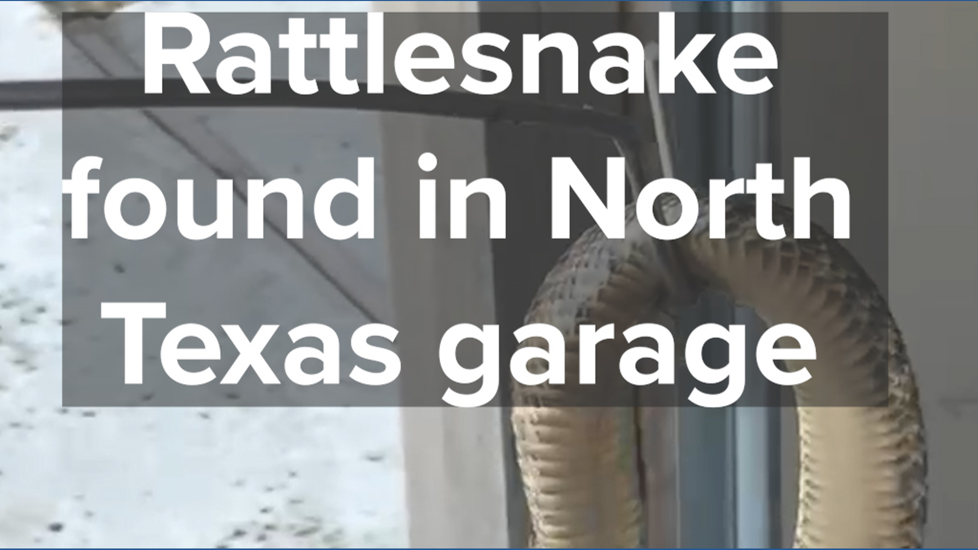 Rare Rattlesnake found in North Texas garage | wfaa.com