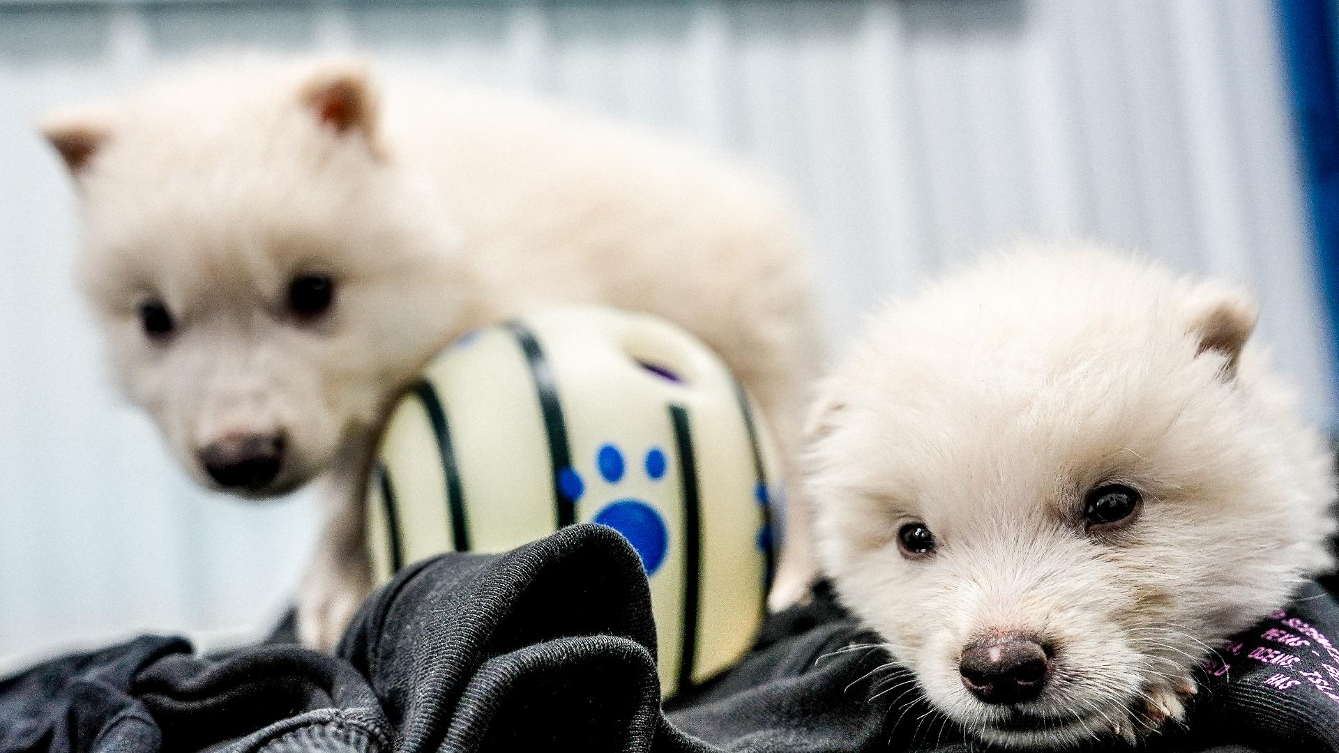 Dallas-based biosciences revives dire wolves after 12,500 years | wfaa.com