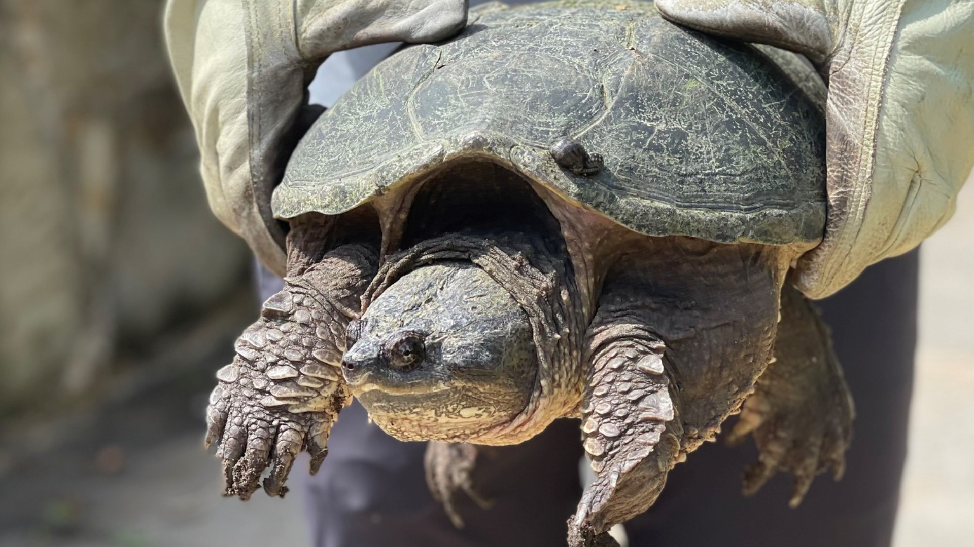 Plano environmental specialists help turtle cross the road | wfaa.com