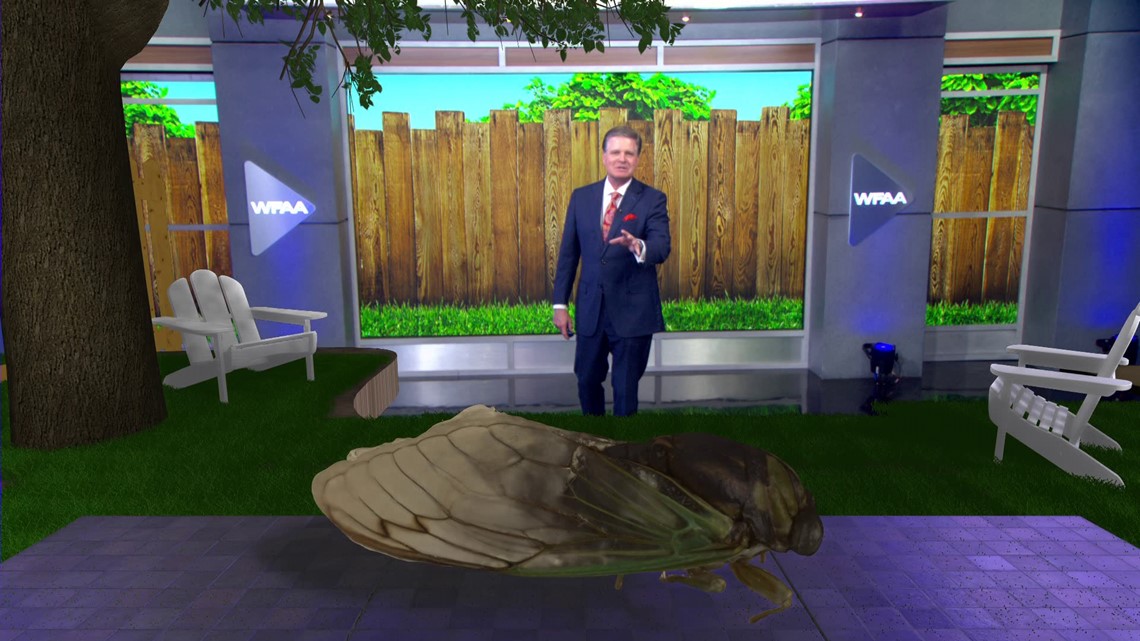 What's that noisy bug you can hear in the summer? | wfaa.com