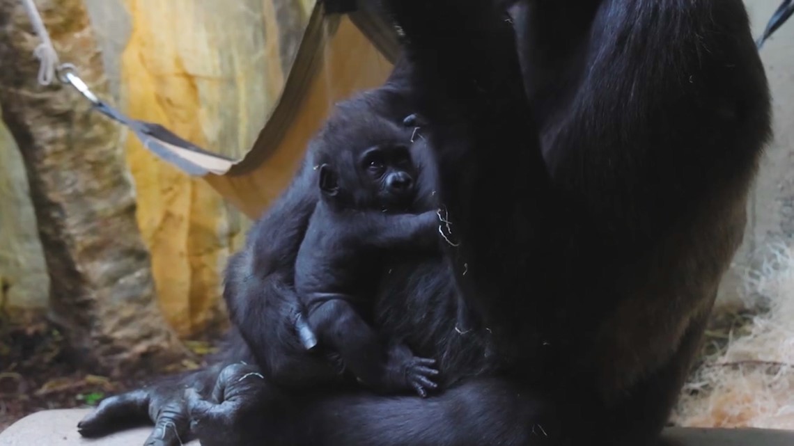 Jameela update: Freddy picks up baby gorilla from Fort Worth Zoo | wfaa.com