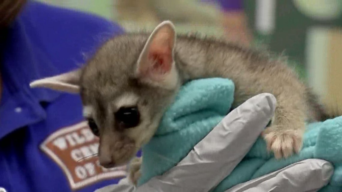 Ringtail cat rides across Texas on RV | wfaa.com