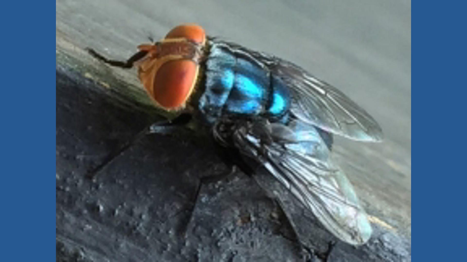 Dangerous fly threatening people and livestock making its way towards ...