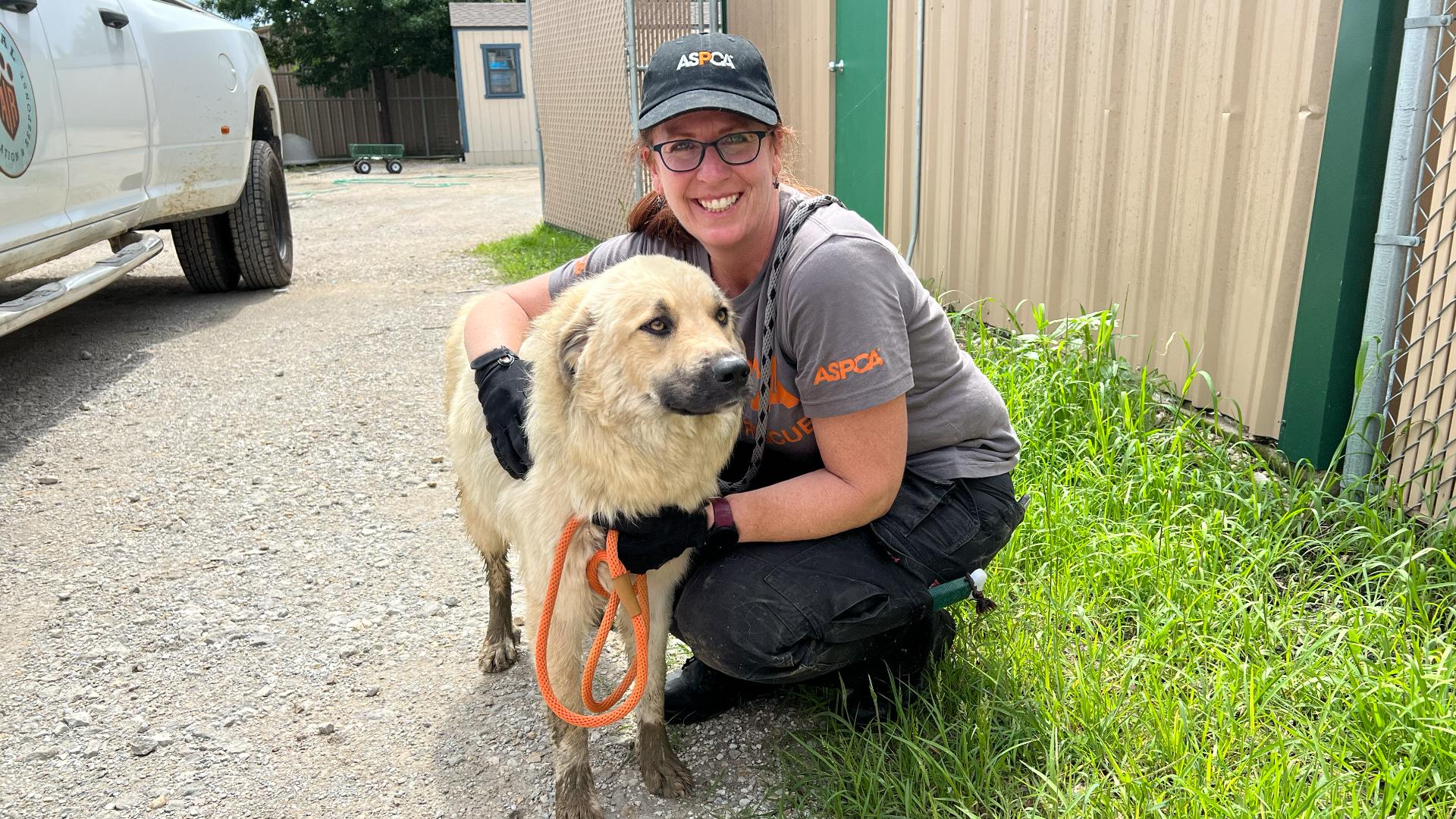 Animals displaced in North Texas storms moved to new shelter | wfaa.com